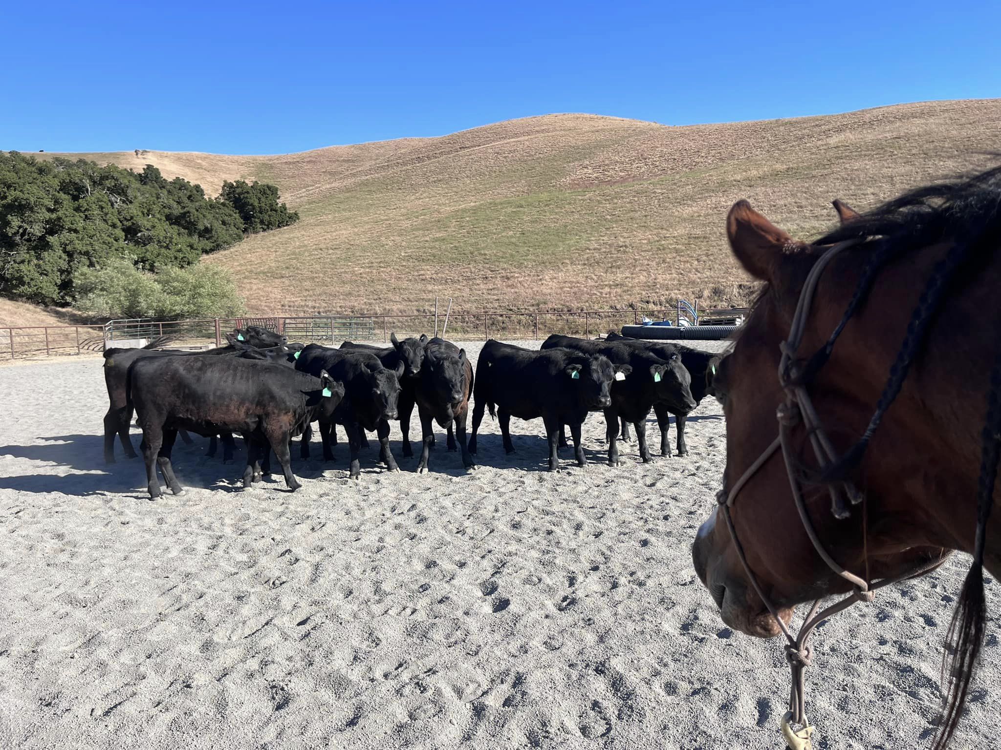 2024 SCHEDULE – KATY NEGRANTI PERFORMANCE HORSEMANSHIP